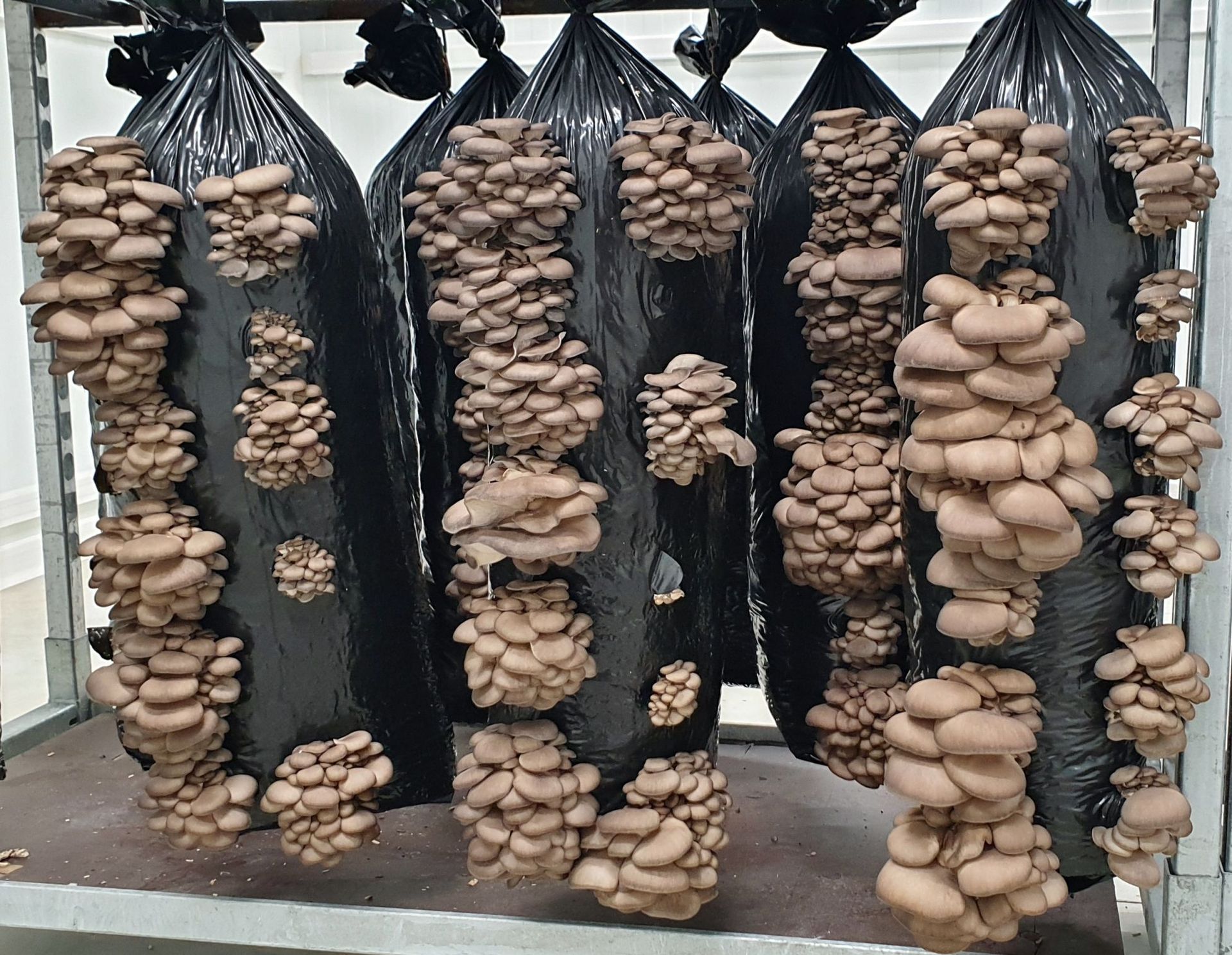 Guide complet pour une culture réussie des champignons | La Boîte à Champignons